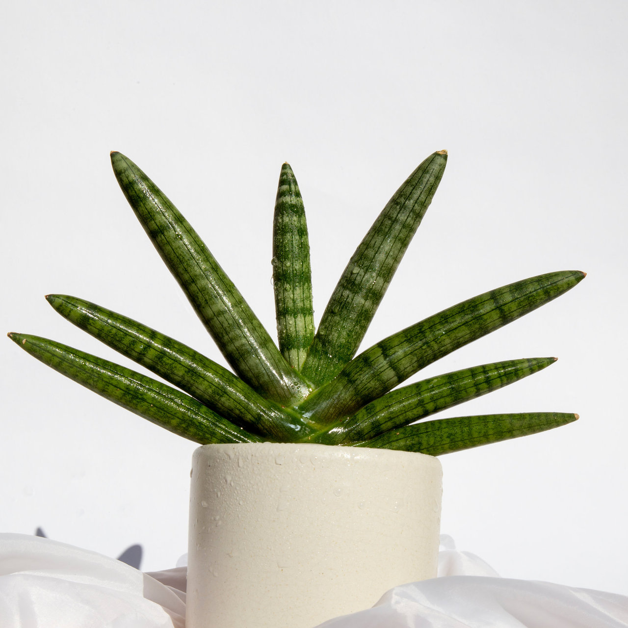 Plant Portraits