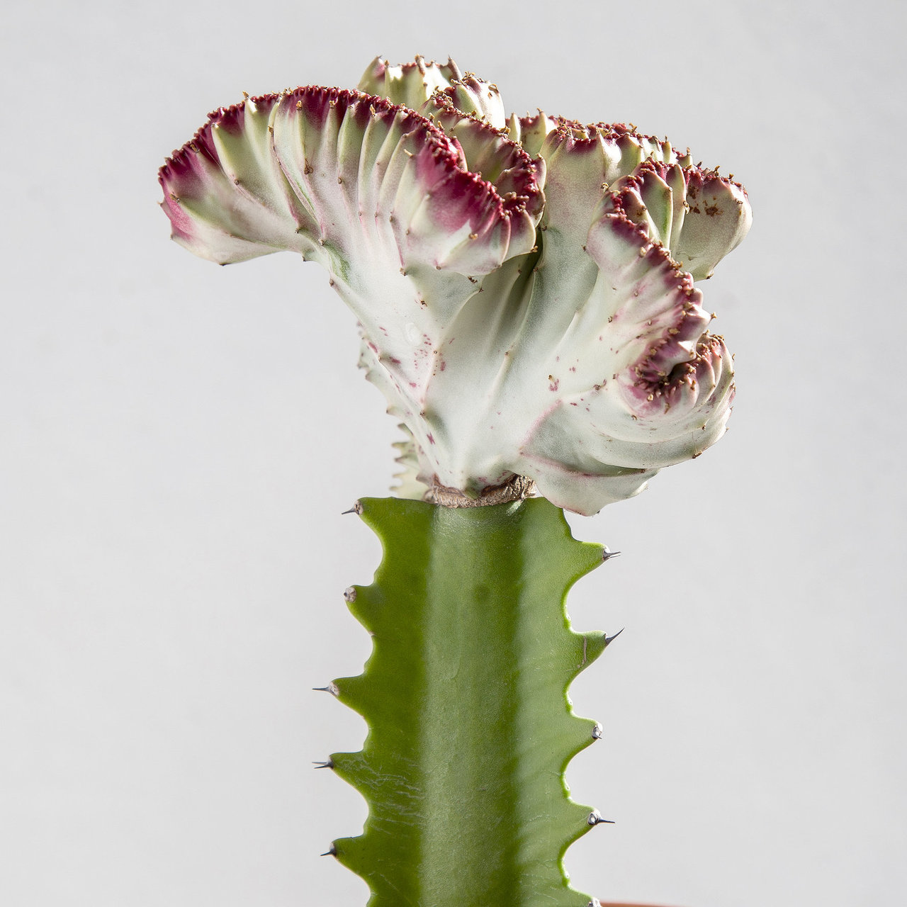 Plant Portraits