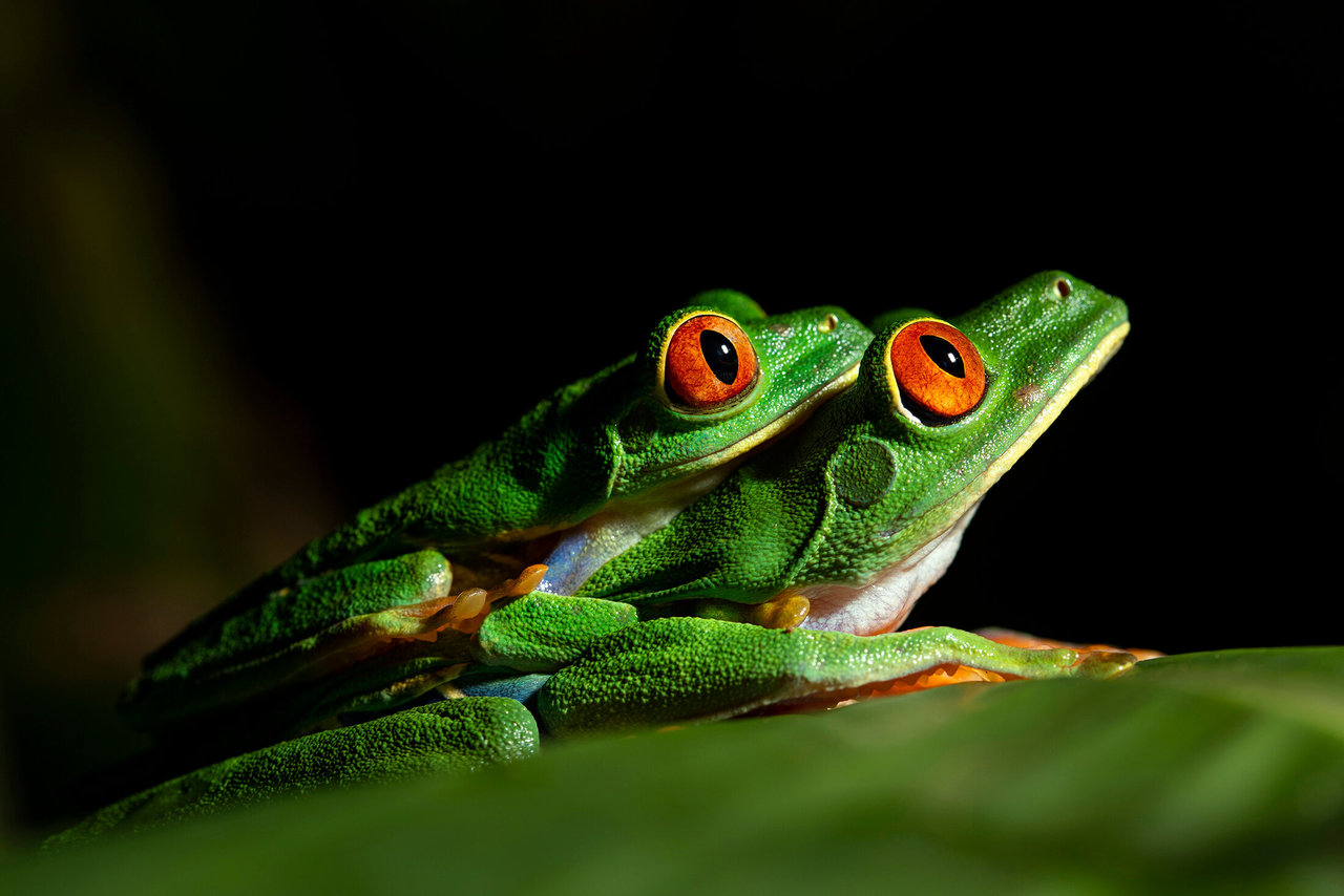 Nature Snaps - wildlife and landscape photography