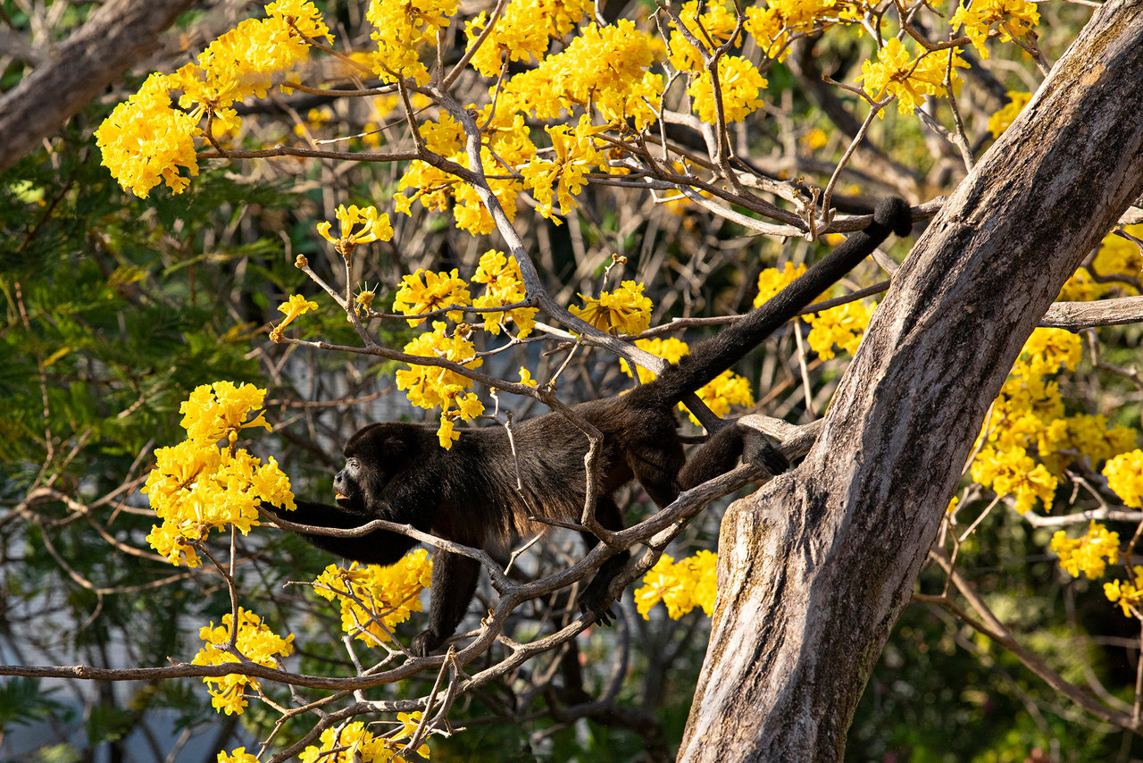Nature Snaps - wildlife and landscape photography