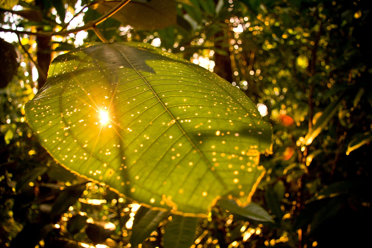 Nature Snaps - wildlife and landscape photography