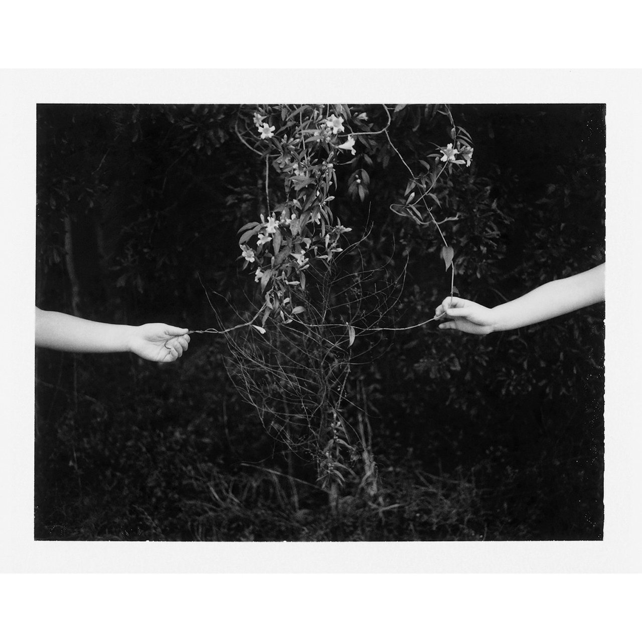 Jen Ervin: The Arc (of Summer)