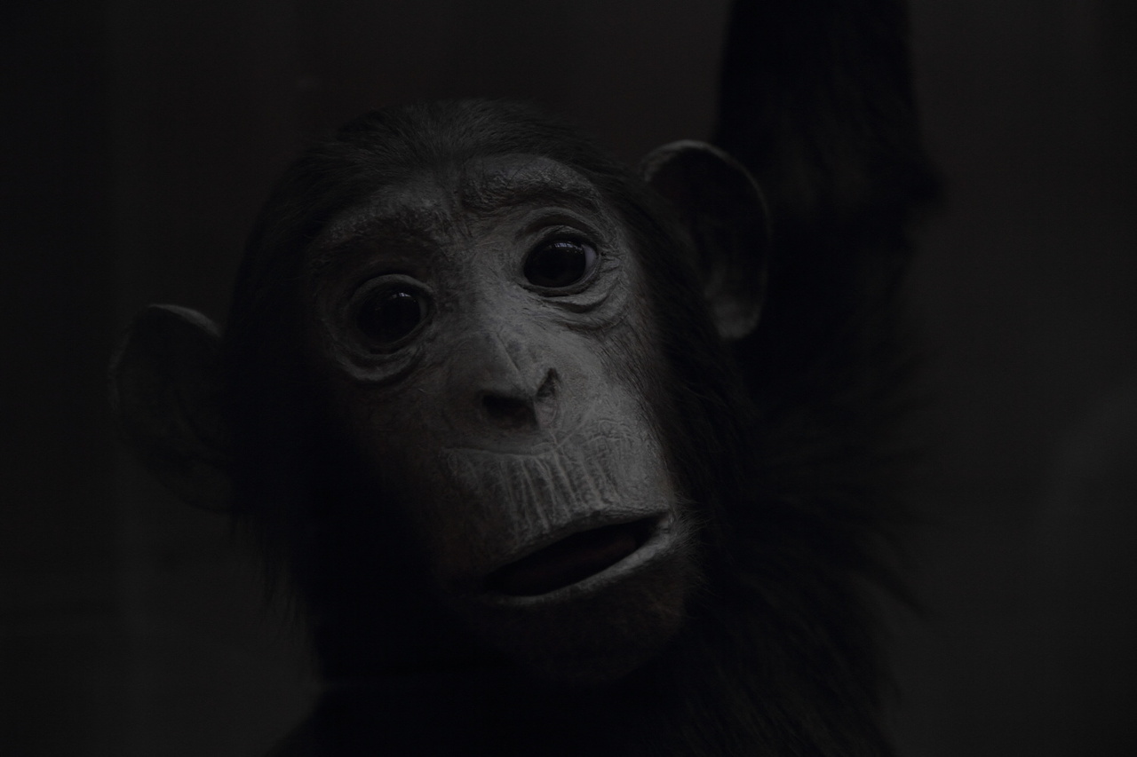 bernard rudden | photography | los animales
