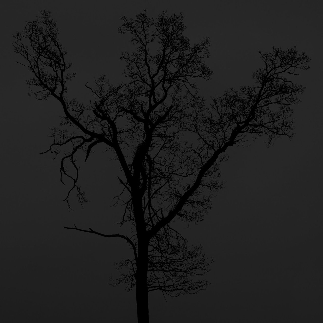 Black Forest - bare trees black & white photographs - Kenneth Rimm