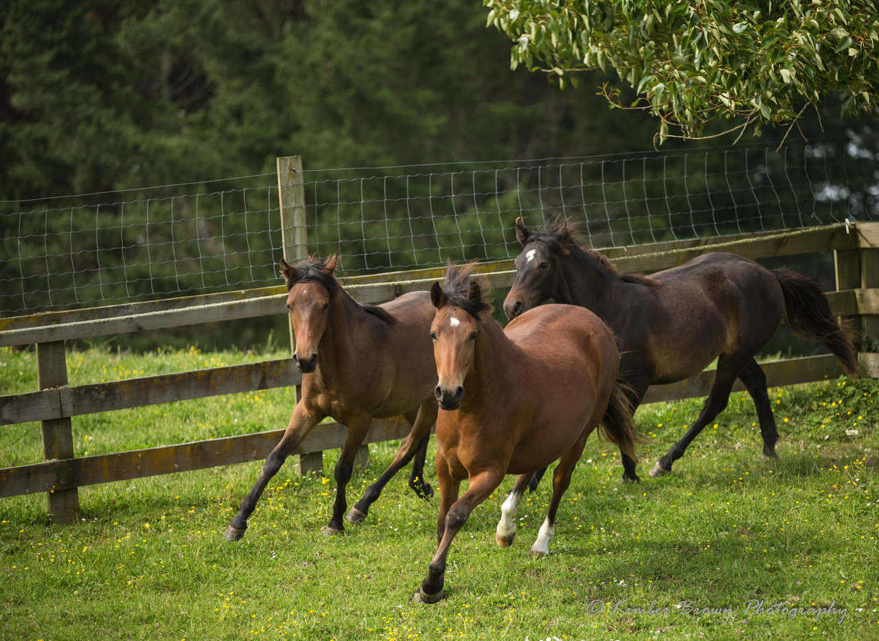 Liberty Lane - Michele Haultain