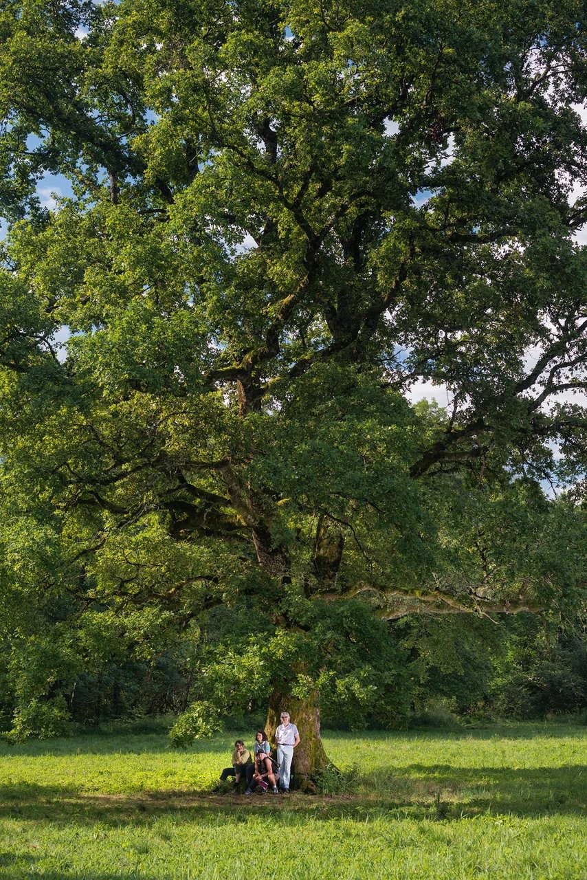 Tree of the Year 2017