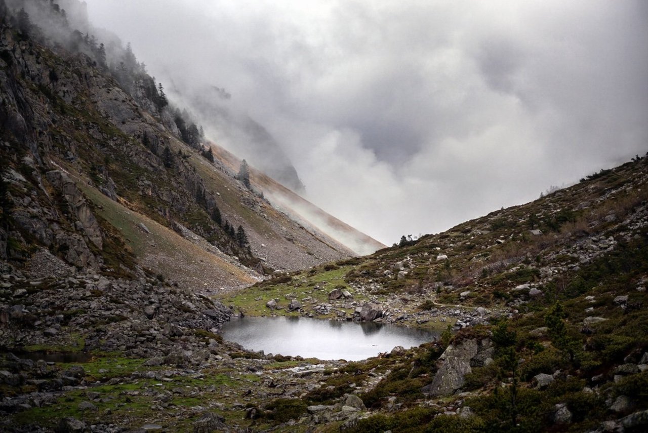 Pyrenean Ibex
