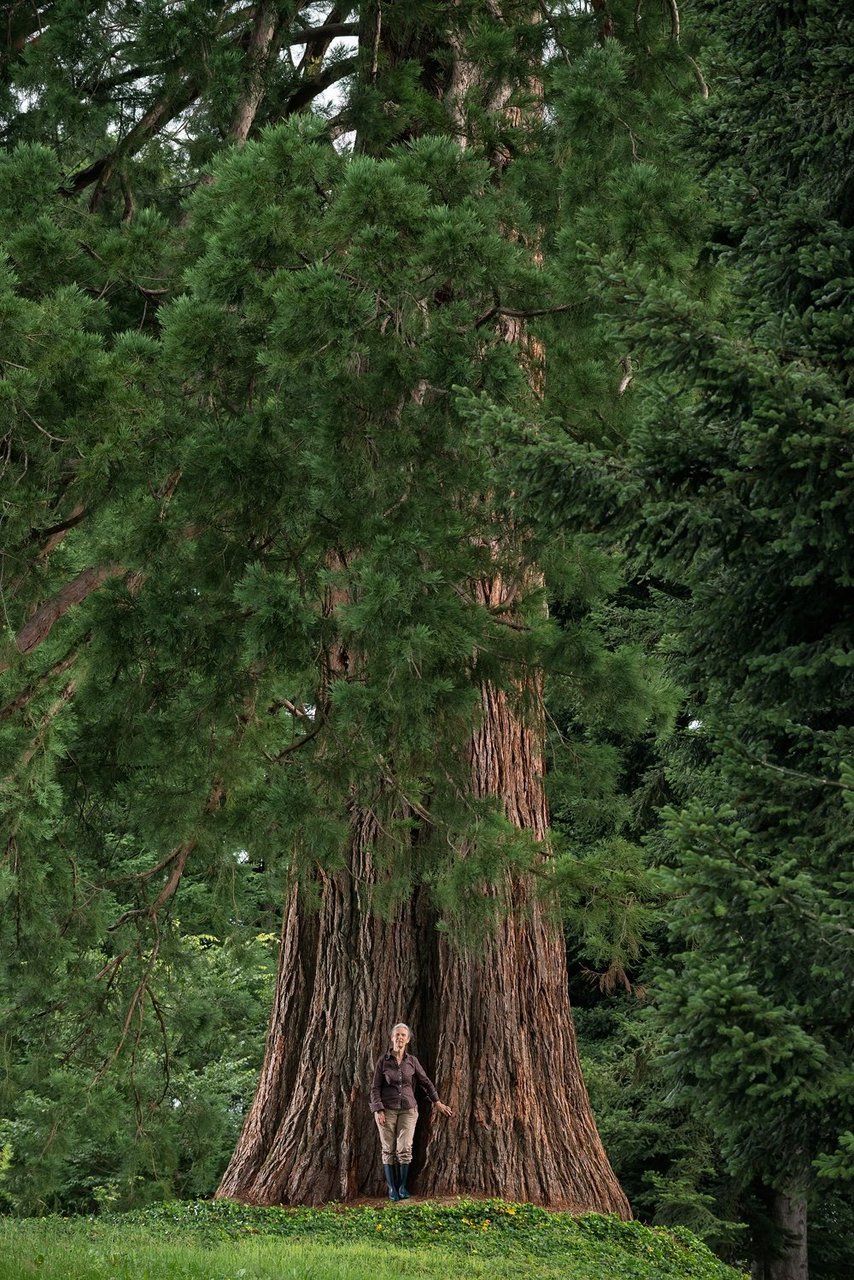 Tree of the Year 2017