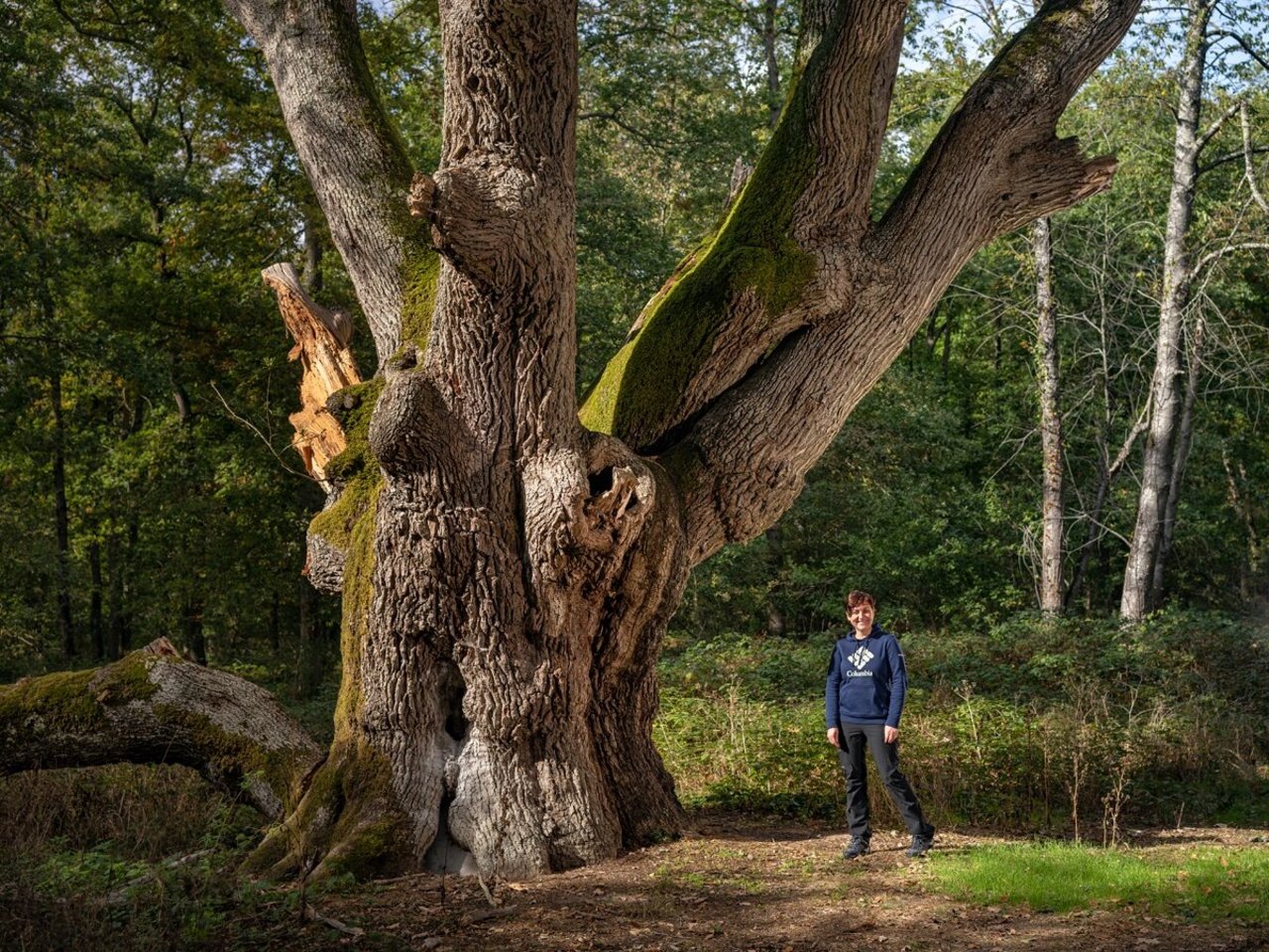 Tree of the Year 2022