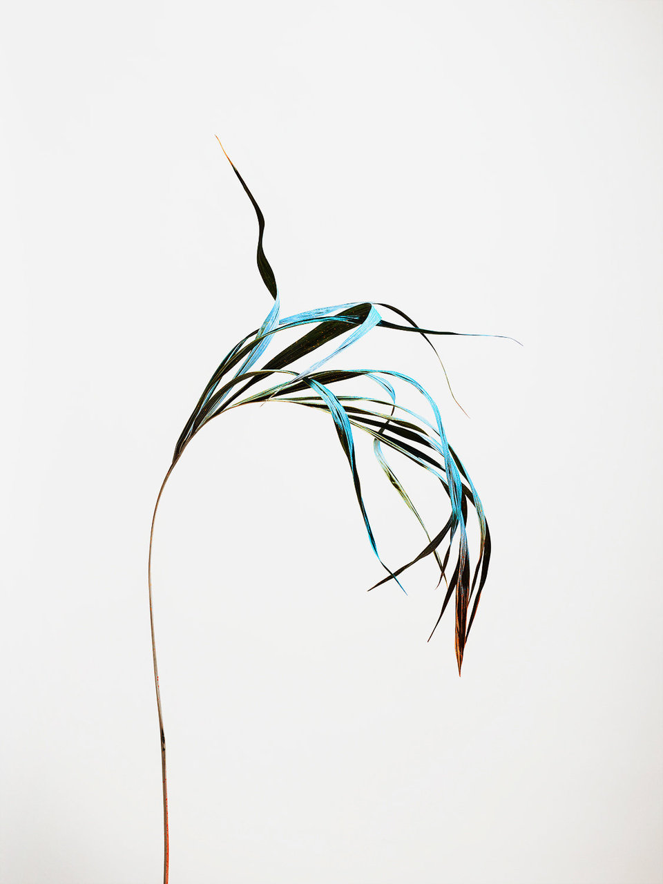 FELICITY MCCABE // PHOTOGRAPHER