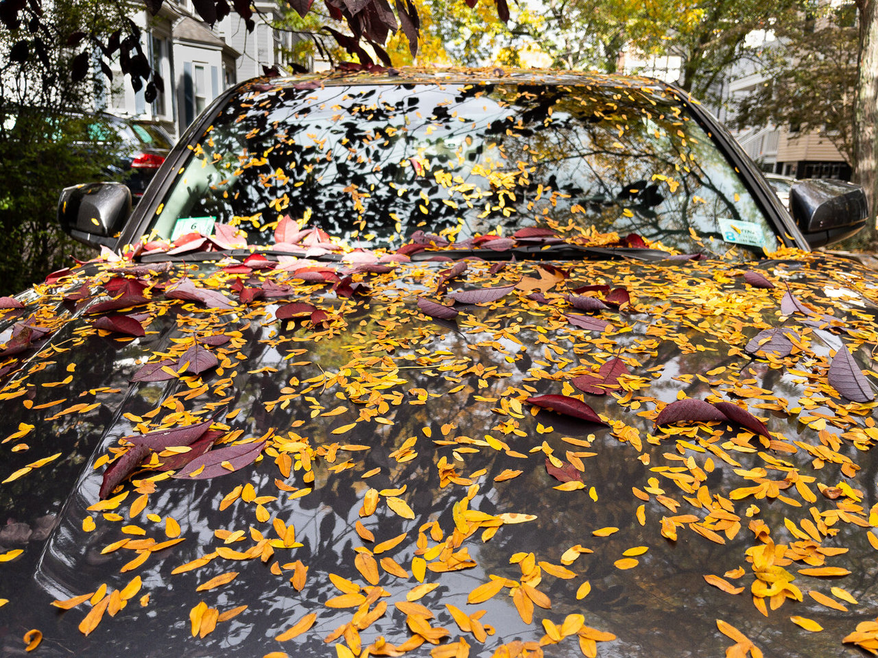 cars / leaves / reflections