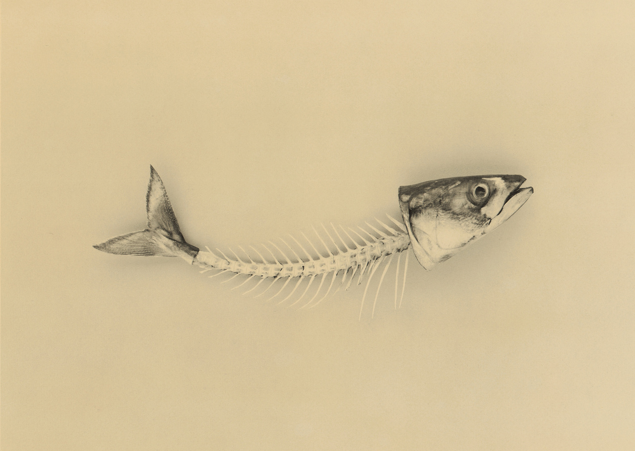 ORGANIC MODEL MAKING