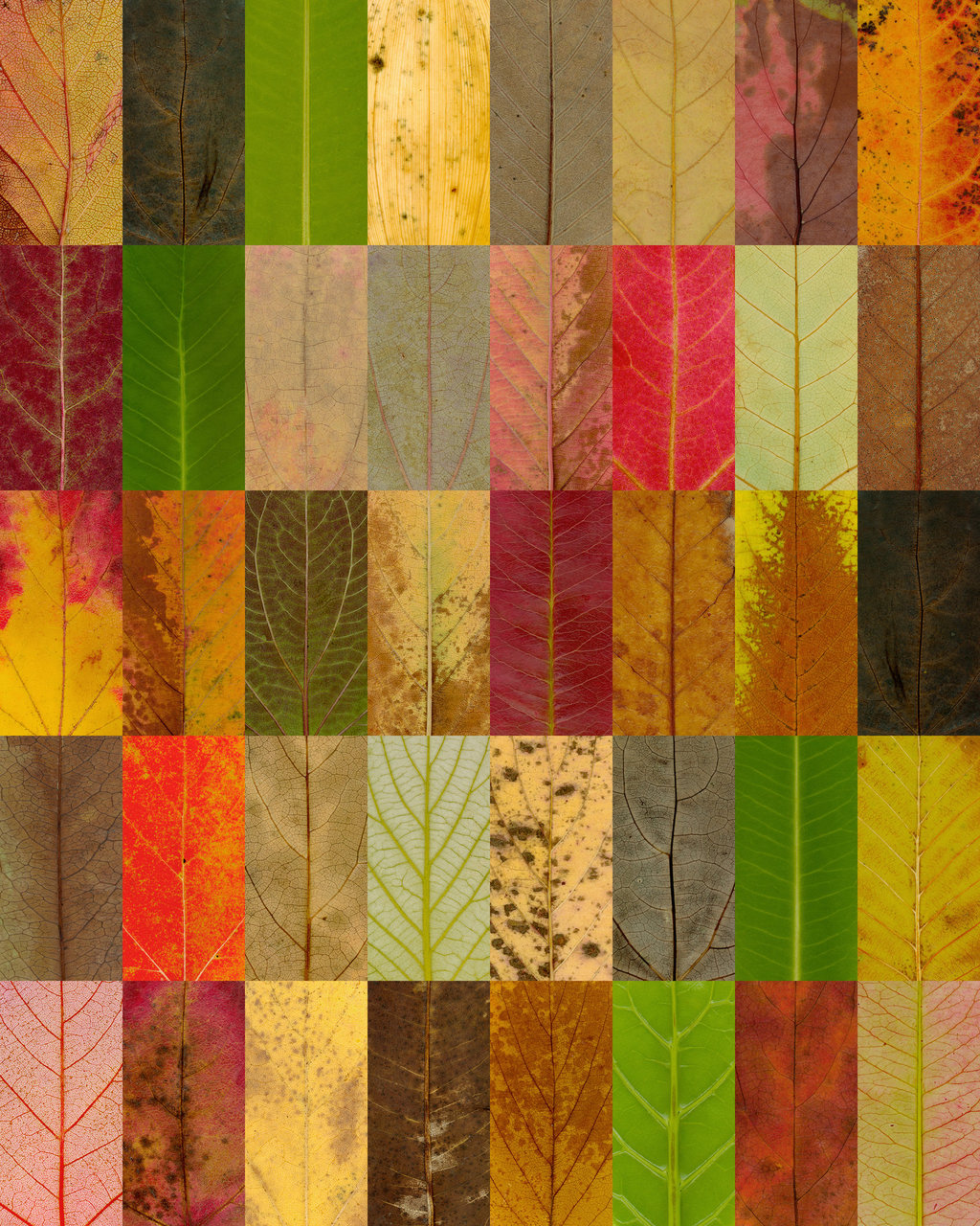 Leaf Collages