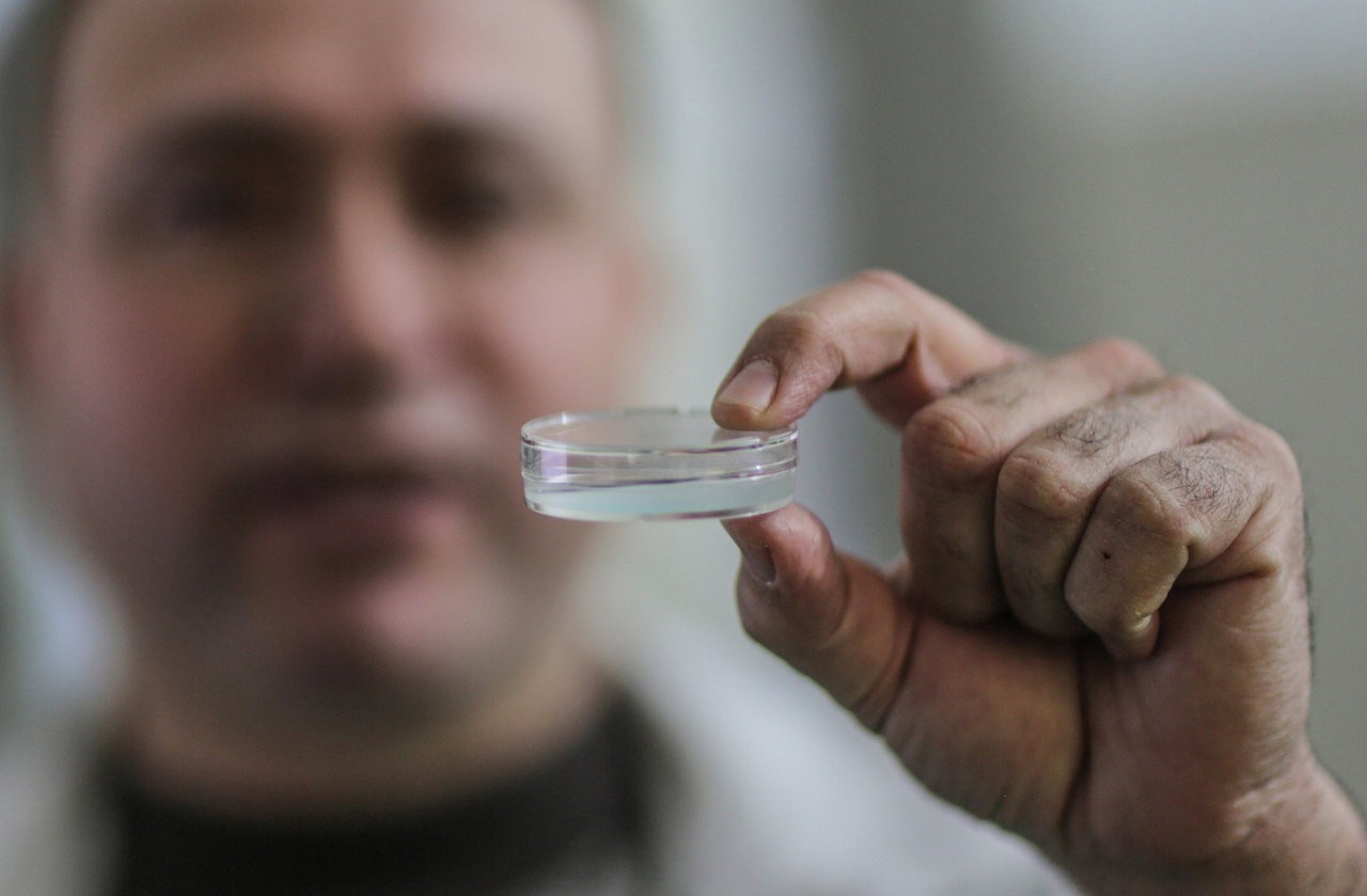 Wissam Nassar, Palestinian Territories