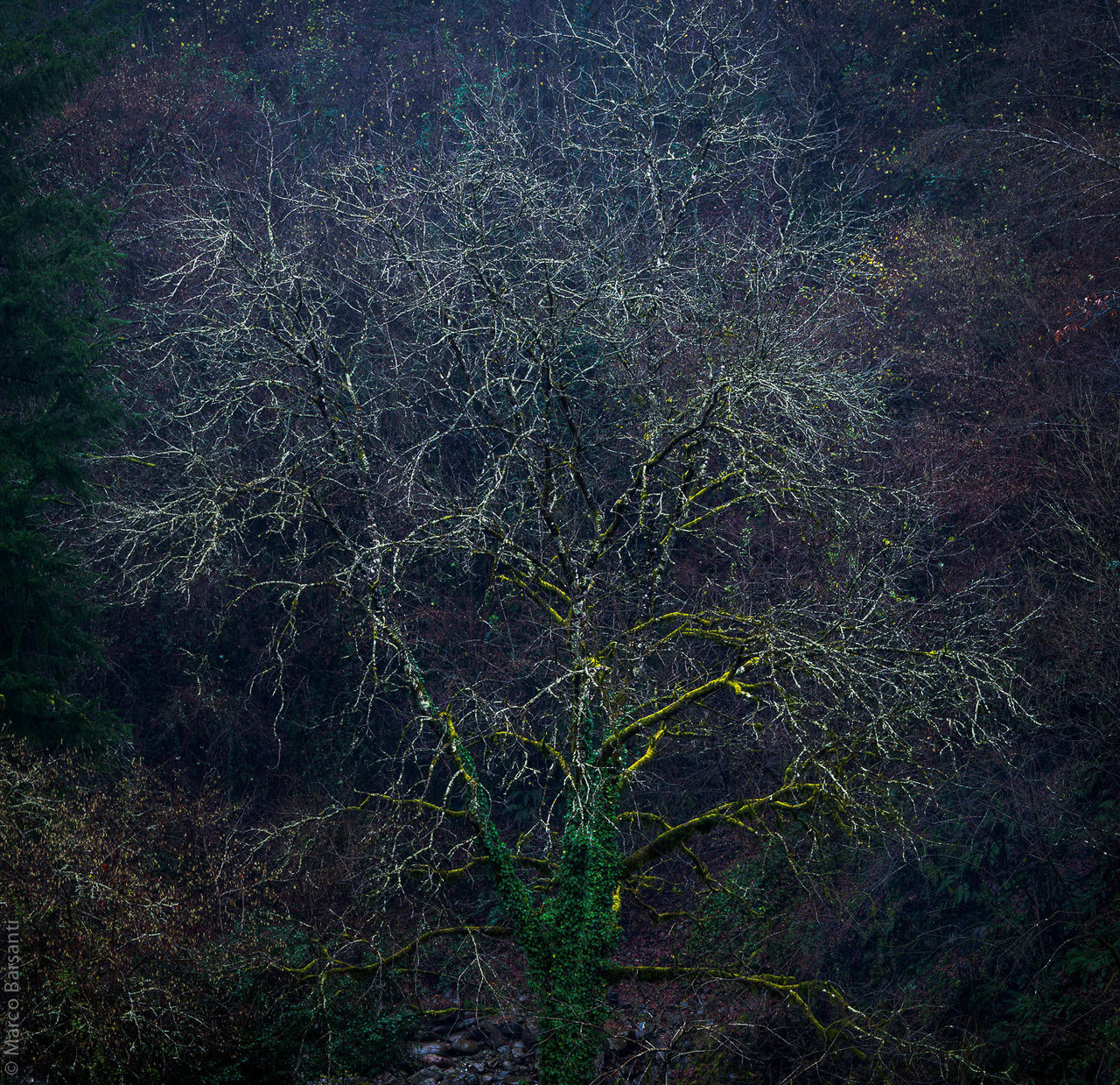 Arbores series - color