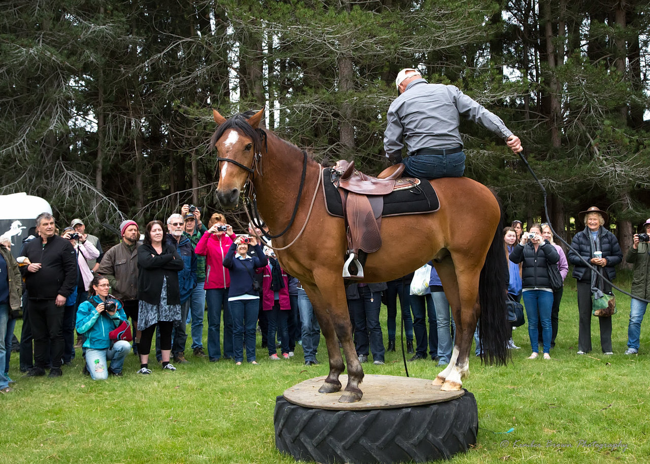 2015 Kaimanawa Nov Public Ranges Trip